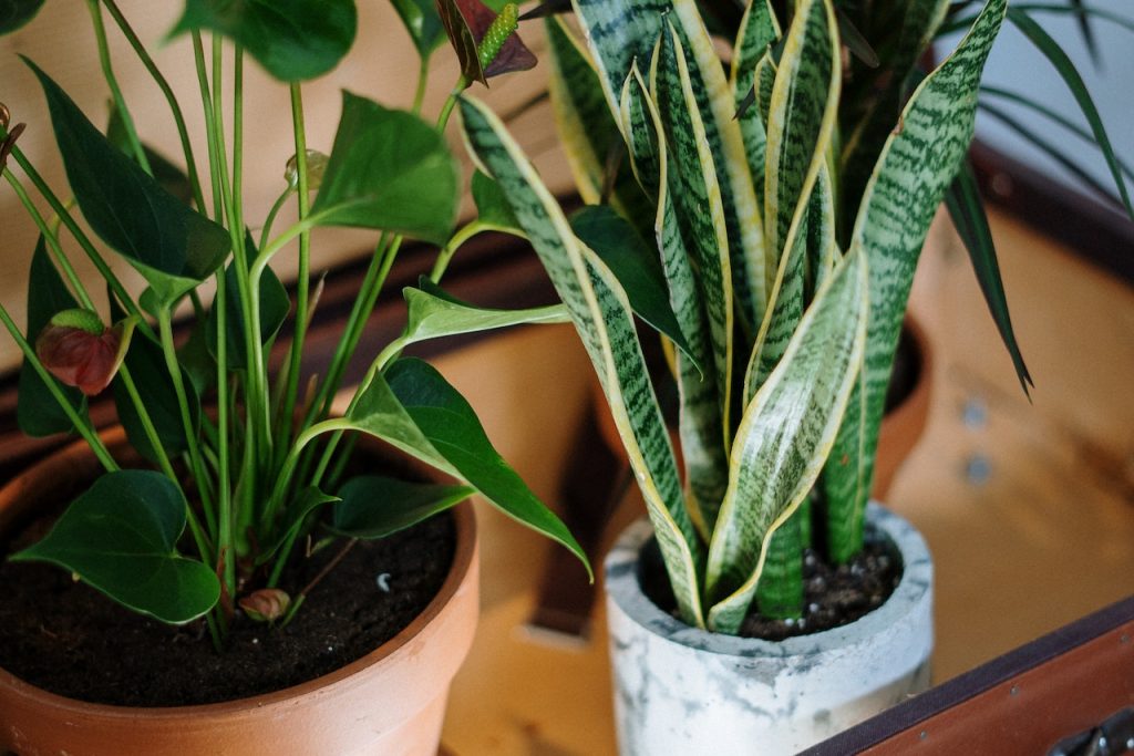 Comment choisir une plante d’intérieur en pot